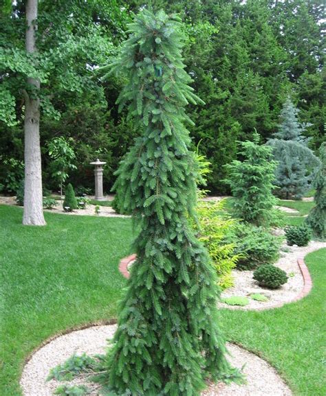 Eglė Serbinė Pendula Kaina Cena Spygliuočiai Eglės Priežiūra Auginimas Eglė Serbinė Eglės