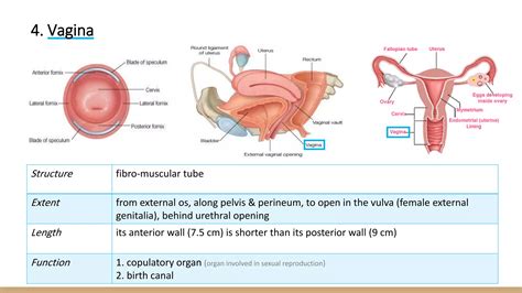 1 Anatomy Of Female Reproductive Systempdf