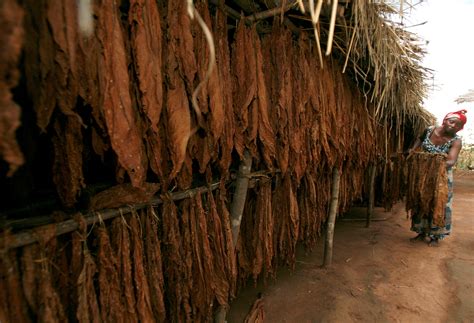 Arqueólogos Descubren Que El Uso De Tabaco Se Remonta A 12 000 Años