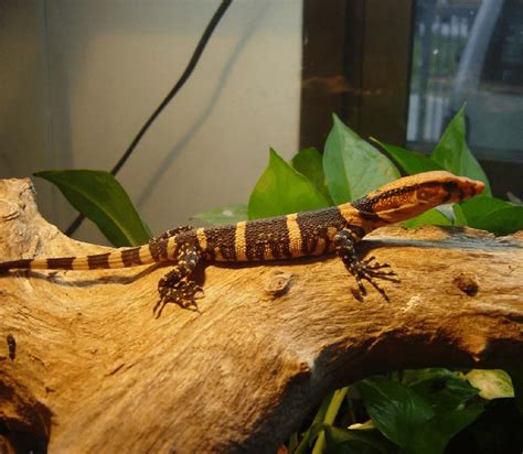 Hatchling Dumerils Monitor Varanus Dumerilii Download High Resolution Scientific Diagram