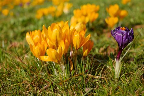 Free Images Nature Grass Field Lawn Meadow Purple Botany Blue