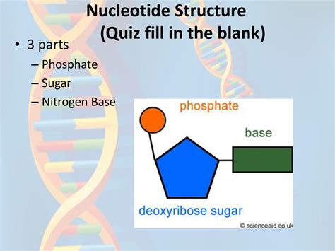 Deoxyribonucleic Acid Ppt Download