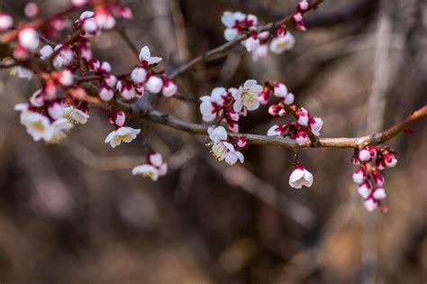 Premium Photo Season Of Spring Blossoms Prunus Mume Also Known As