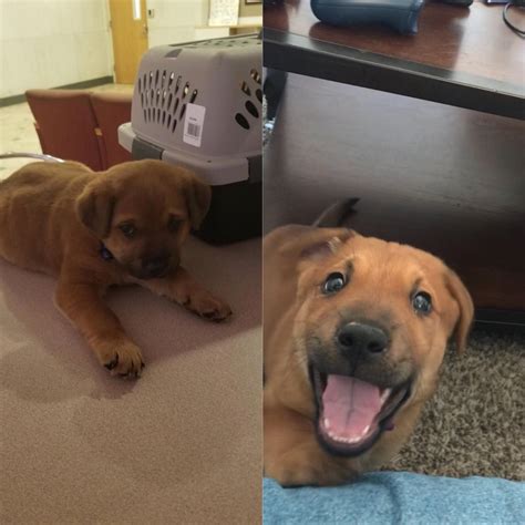 Penny The Night We Got Her Someone Turned Her Into My Precinct After She Was Abandoned In Sub