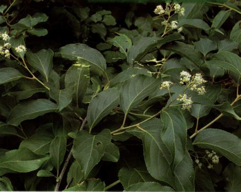 雷公藤 中药学 医学
