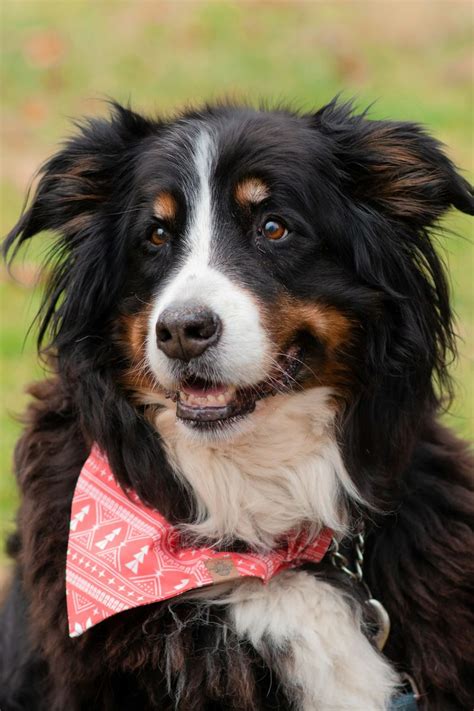 17 Bernese Mountain Dog Mixes That Prove Mixed Breeds Are The Cutest