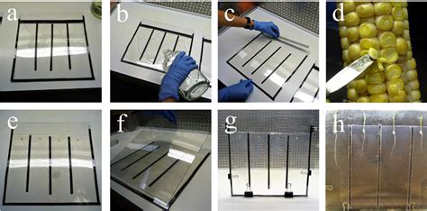 Steps In Embryo Culture Ec Using The Custom‐designed Polyethylene Download Scientific Diagram