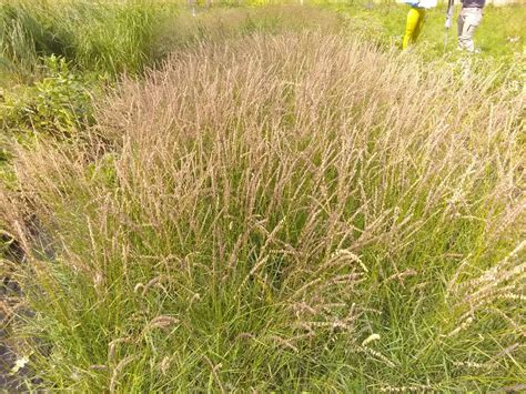 What Are Halophytes Partners In Project Green