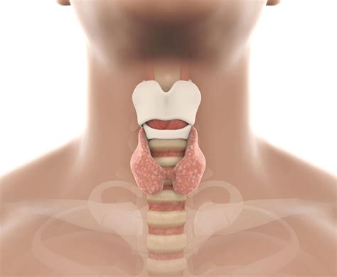 Primary Hypothyroidism More Common Than You Think