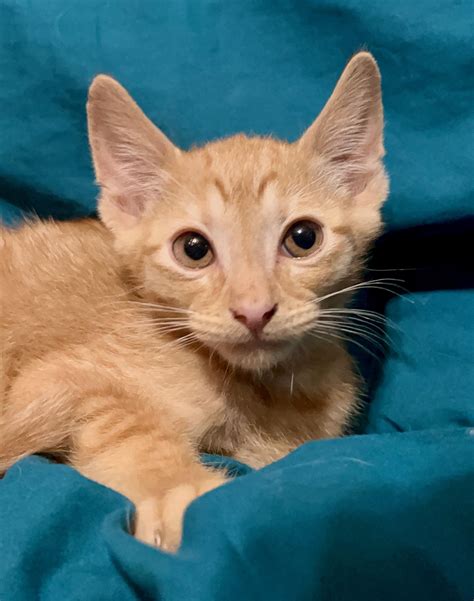 Cat For Adoption Renegade Knucks A Tabby And Domestic Short Hair Mix
