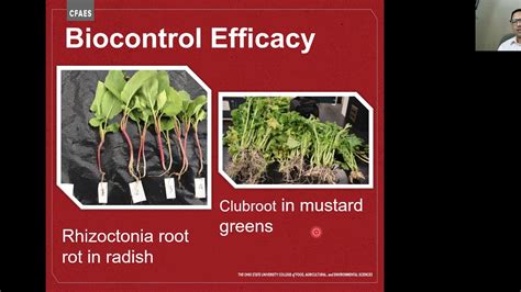The Pursuit Of Native Fungal Biocontrol Trichoderma Spp For Plant