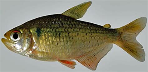 Ectrepopterus Uruguayensis First Record From Argentina Peces Criollos