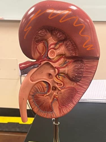 Urinary System Lab Flashcards Quizlet