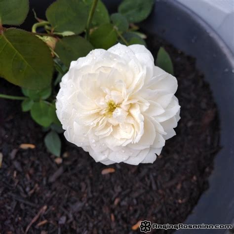 Introducing Fair Bianca Raging Rosarian