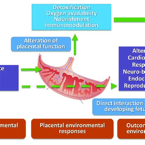 Schematic Representation Of Direct And Indirect Interactions Among