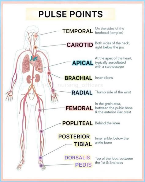 Biology 🩺 Understanding Pulse Points In The Human Body 💓 Pulse Points