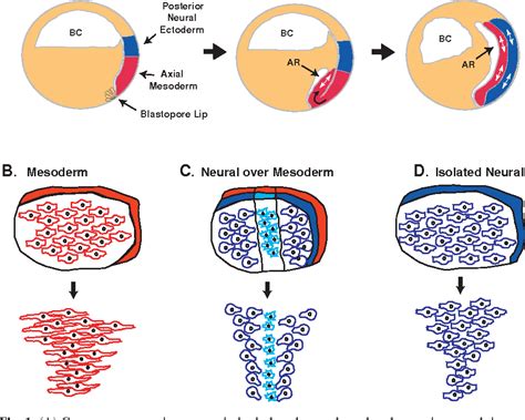 Mesodermal Cell Semantic Scholar