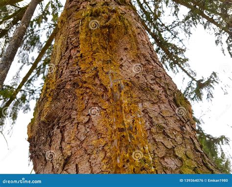 Resin On The Tree Stock Photo Image Of Drop Natural