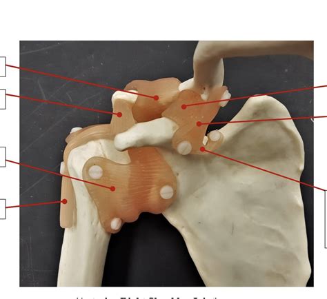Anterior Shoulder Diagram Quizlet