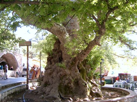 Krassi 2000 Year Old Tree Photo From Krassi In Heraklion