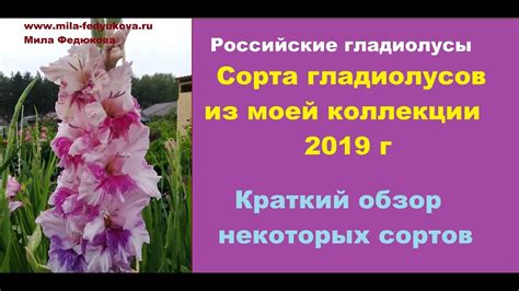Российские гладиолусы. Сорта гладиолусов из моей коллекции 2019 г ...