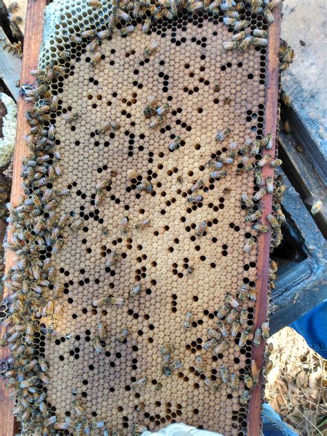 Brood Frames Zacks Bees