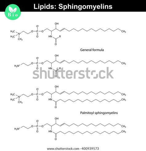 Sphingomyelin Chemical Structure Molecular Structures Lipids Stock