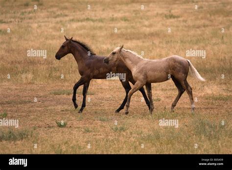 Quarter Horse Colts