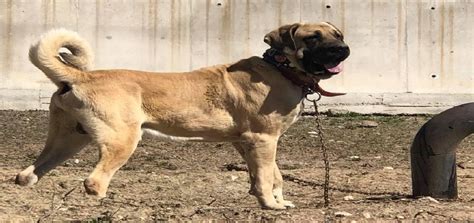 Aksaray Malakli KÖpek SatiŞi Aksaray Merkez