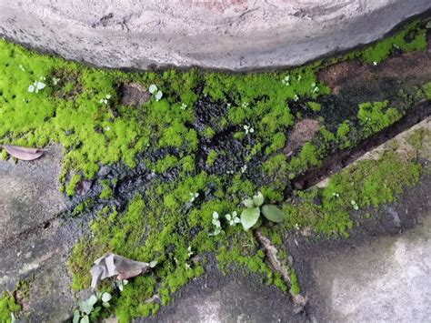 Green Lichen Algae On Wet Cement Ground Floor Stock Image Image Of