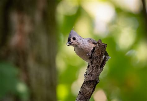Tufted Titmouse Owen Deutsch Photography