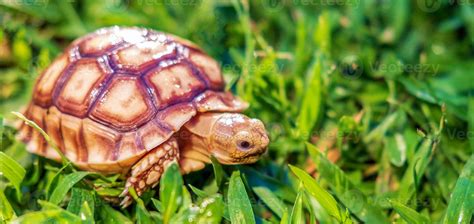 Close Up Of Sulcata Tortoise Or African Spurred Tortoise Classified As