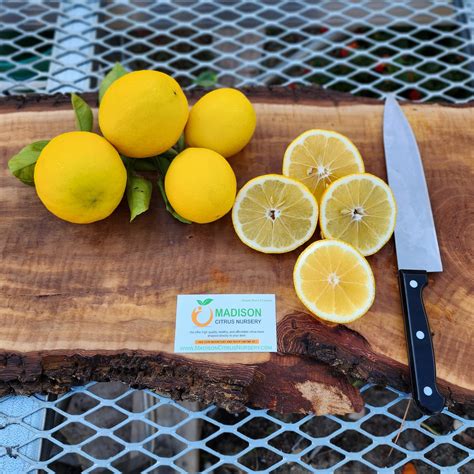 Certified Meyer Lemon Improved Citrus Budwood For Sale Madison