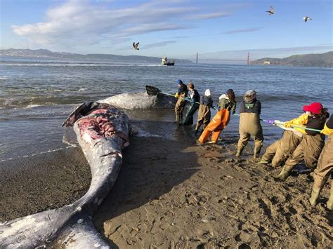 Third Gray Whale In 3 Weeks Washes Up Dead On Bay Area Shores