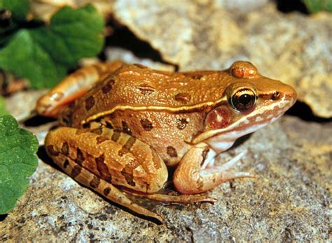 Southern Leopard Frogs Facts Habitat Diet Life Cycle Pictures