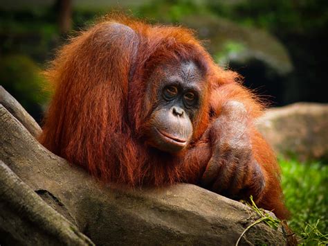 100 Orangutan Pictures