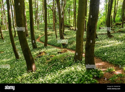 Beautiful Spring Forest Scene Showing A Hiking Path Lined By Flowering