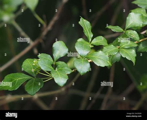 Three Leaved Eleutherococcus Eleutherococcus Trifoliatus Plantae