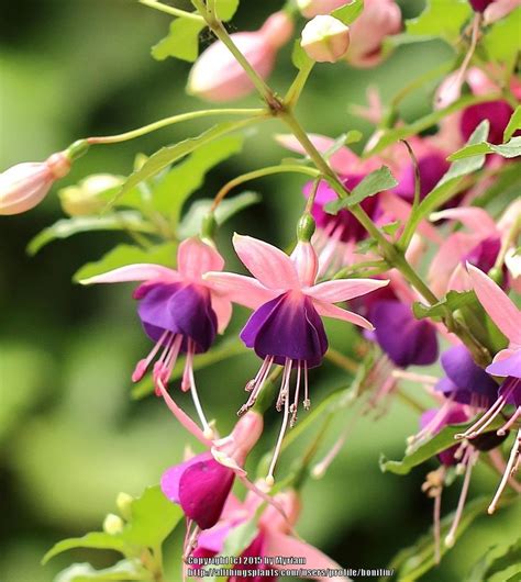 How Many Types Of Fuchsias Are There At Laura Granados Blog