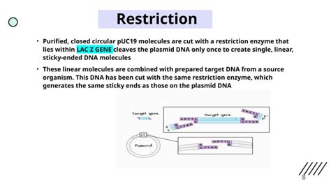 Puc19 Plasmid Cloning Vector Genetic Engineering Ppt Ppt