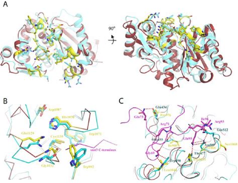 Structure Of Cth Sumo Protease A Two Orthogonal Views Of The Cth