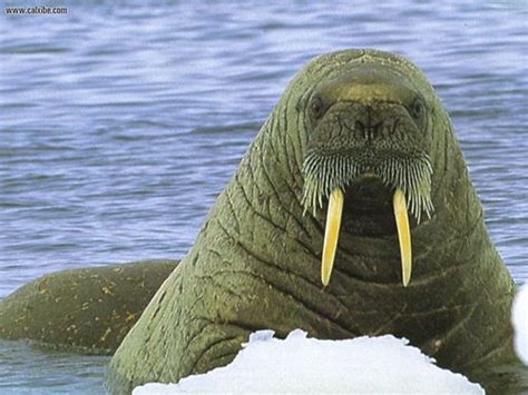 10 Interesting Walrus Facts My Interesting Facts
