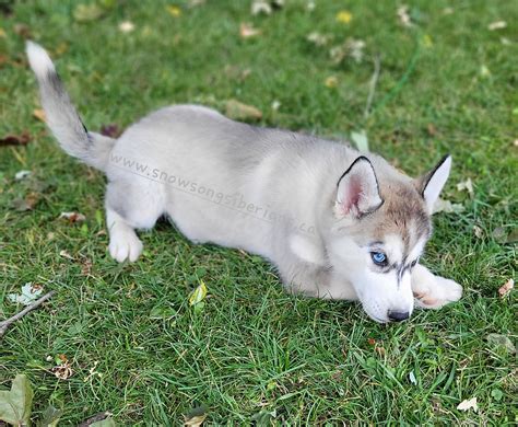 Snowsong Siberians Trusted Ontario Husky Breeders And Cockapoo Specialist