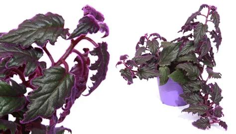 How To Care For A Purple Passion Plant Gardeners Supply