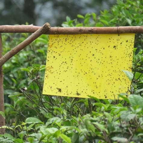 Yellow Sticky Traps Explained Uses Benefits And Tips