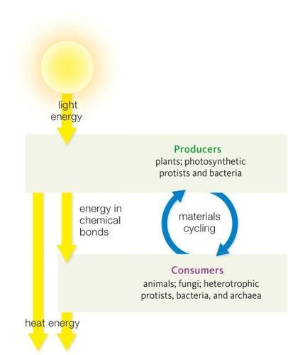 Ecosystems And Biogeochemical Cycles In Biology Flashcards Quizlet
