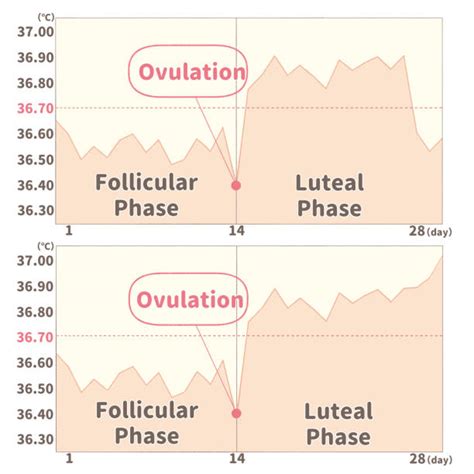 320 Menstrual Cycle Graph Stock Illustrations Royalty Free Vector
