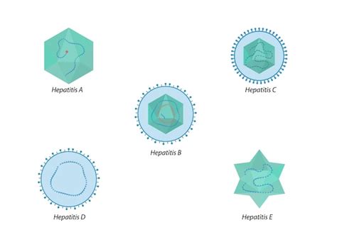 Premium Vector Hepatitis Viruses Of Liver Structure Of Hepatitis A B