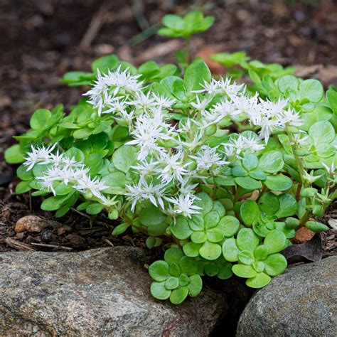 Sedum Ternatum Wild Stonecrop Butterfly Effect Farm