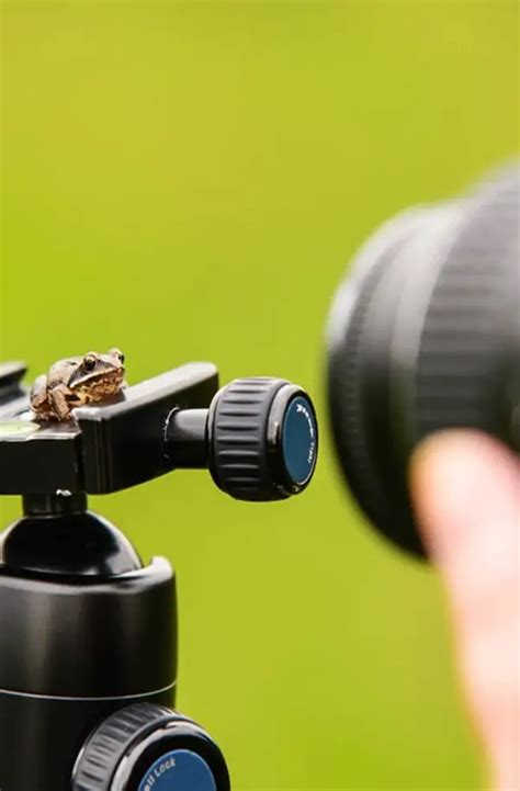 10 Important Macro Photography Tips With Examples Greenorc